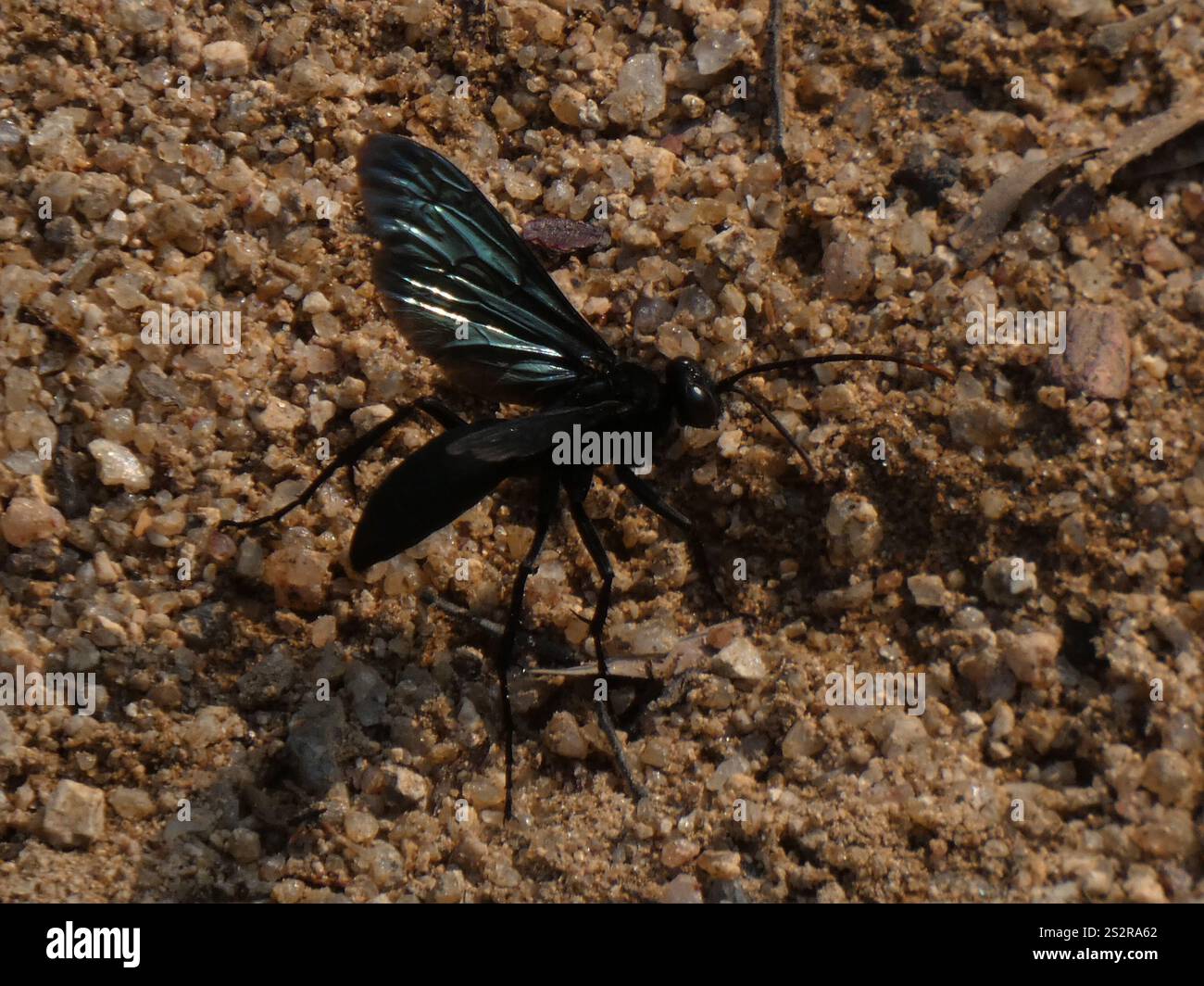 Tarantula-hawk Wasps and Allies (Pepsini Stock Photo - Alamy