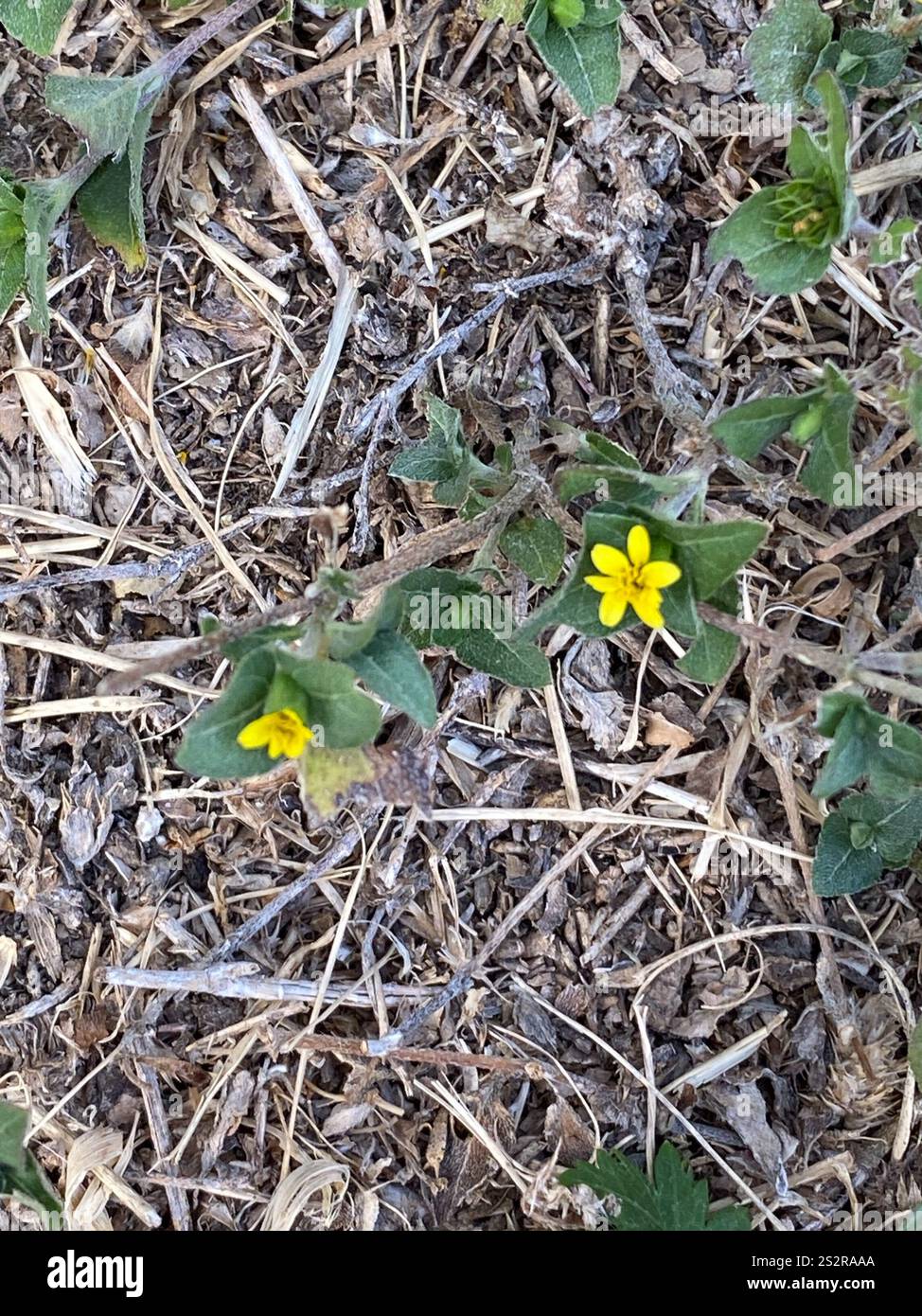 straggler daisy (Calyptocarpus vialis Stock Photo - Alamy