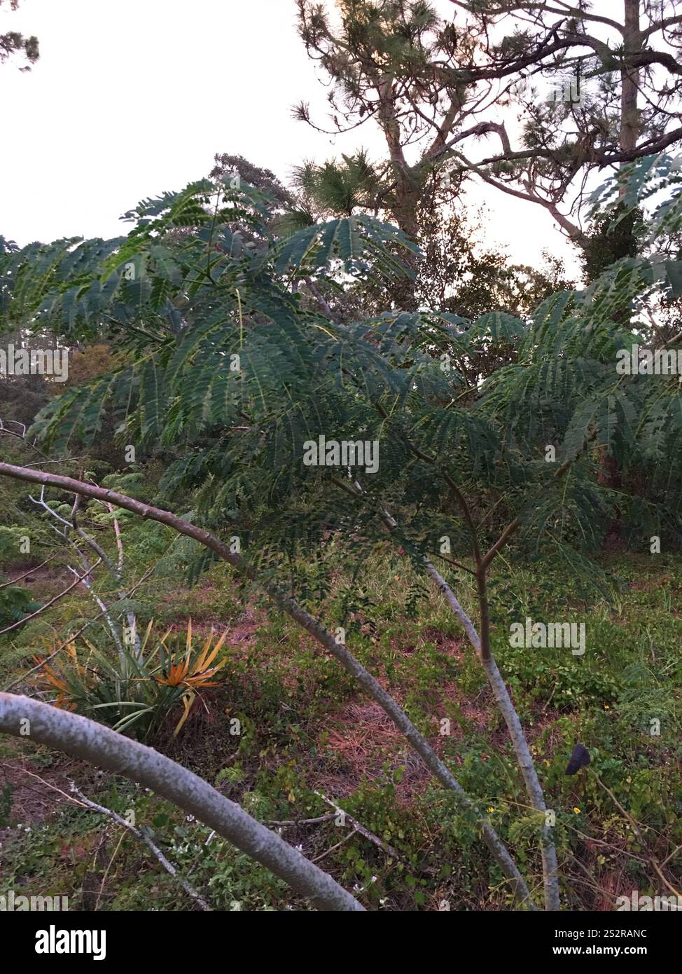 Pacara Earpod Tree (Enterolobium contortisiliquum Stock Photo - Alamy