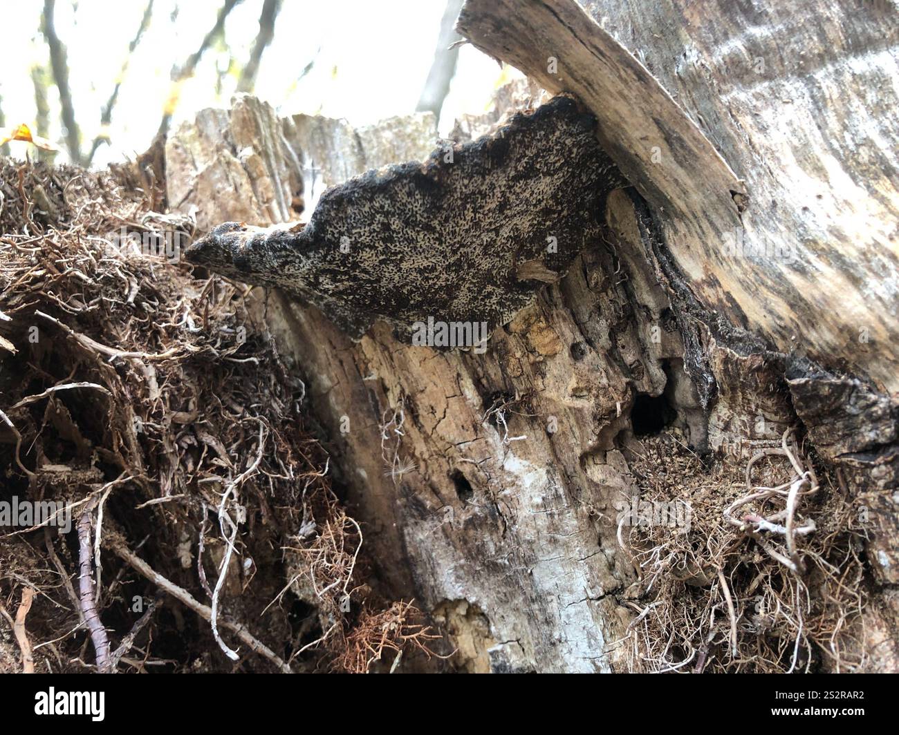Blushing Rosette (Abortiporus biennis Stock Photo - Alamy