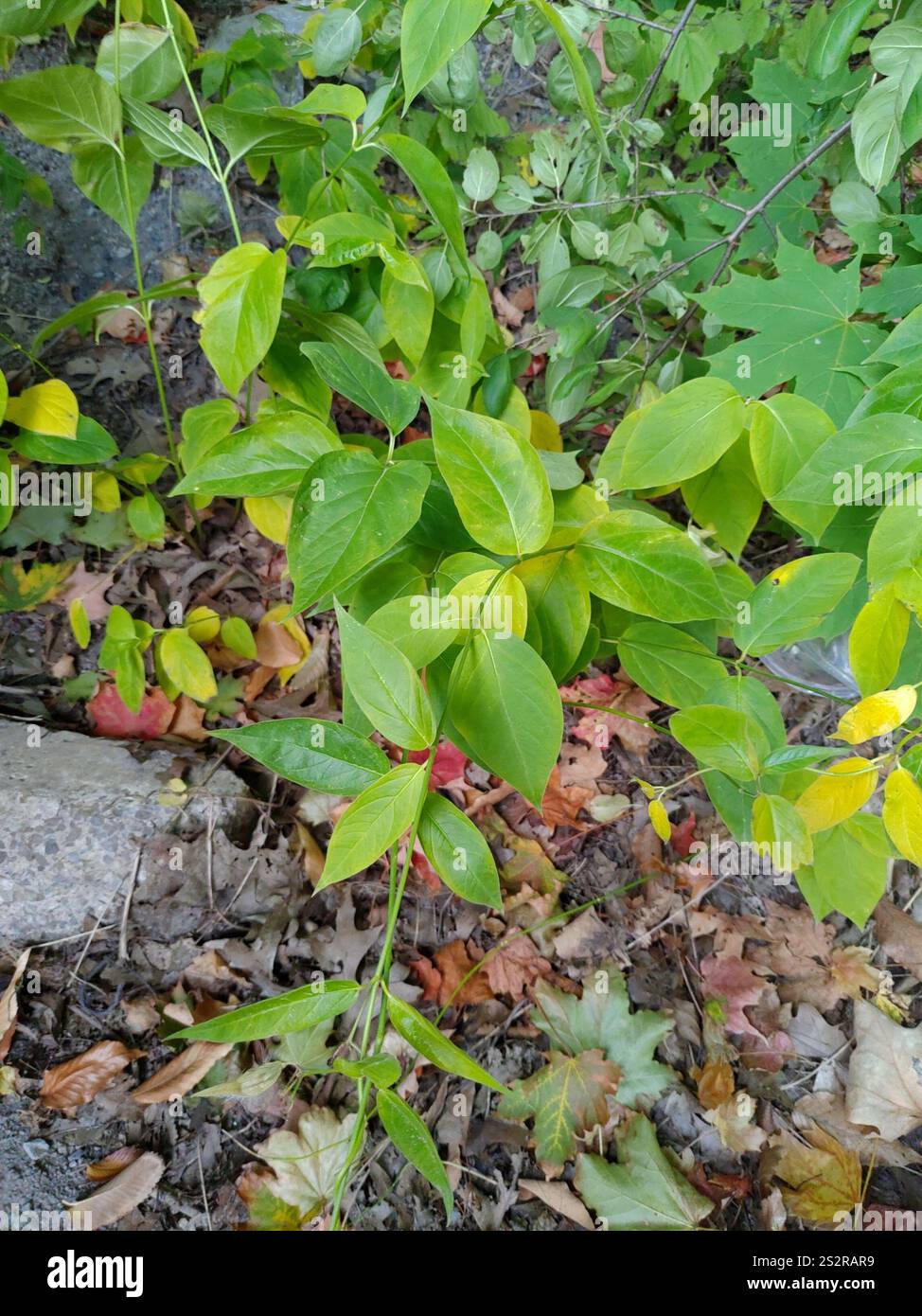dog-strangling vines (Vincetoxicum Stock Photo - Alamy