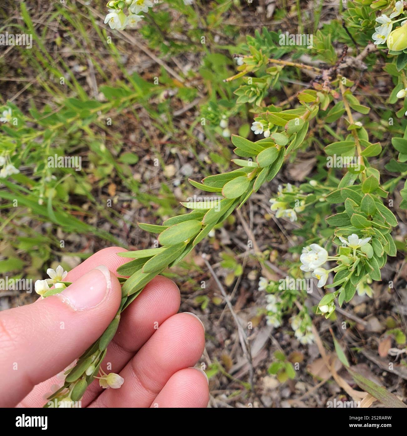 False Boronia (Phyllanthus calycinus Stock Photo - Alamy