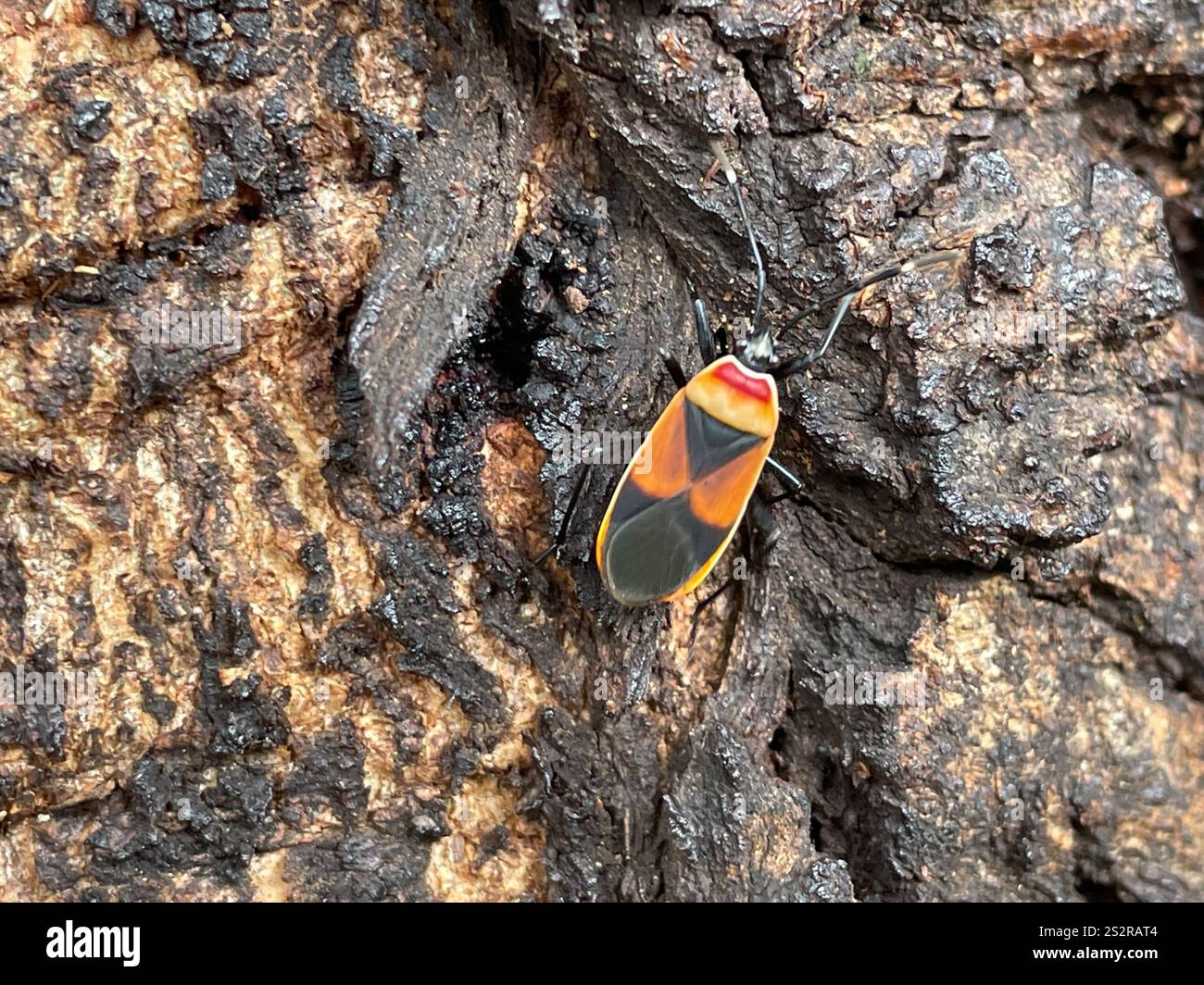Harlequin Red Bug (Dindymus versicolor Stock Photo - Alamy