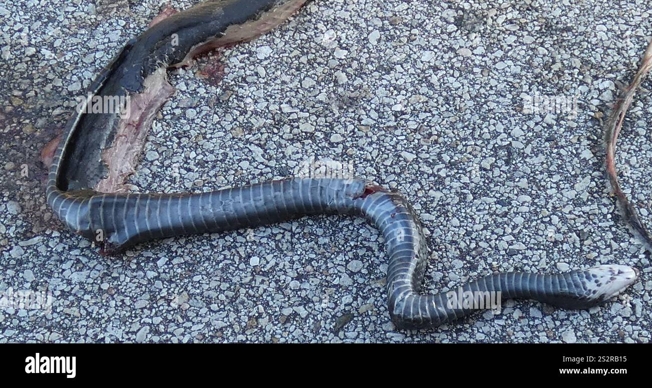 Southern Black Racer (Coluber constrictor priapus Stock Photo - Alamy