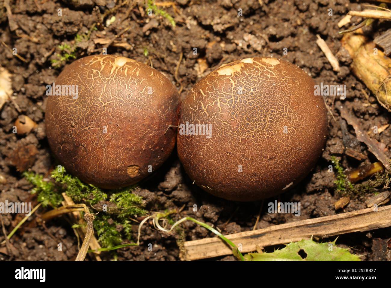 Onion Earthball (Scleroderma cepa Stock Photo - Alamy