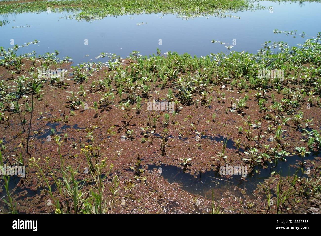 floating primrose-willow (Ludwigia peploides Stock Photo - Alamy