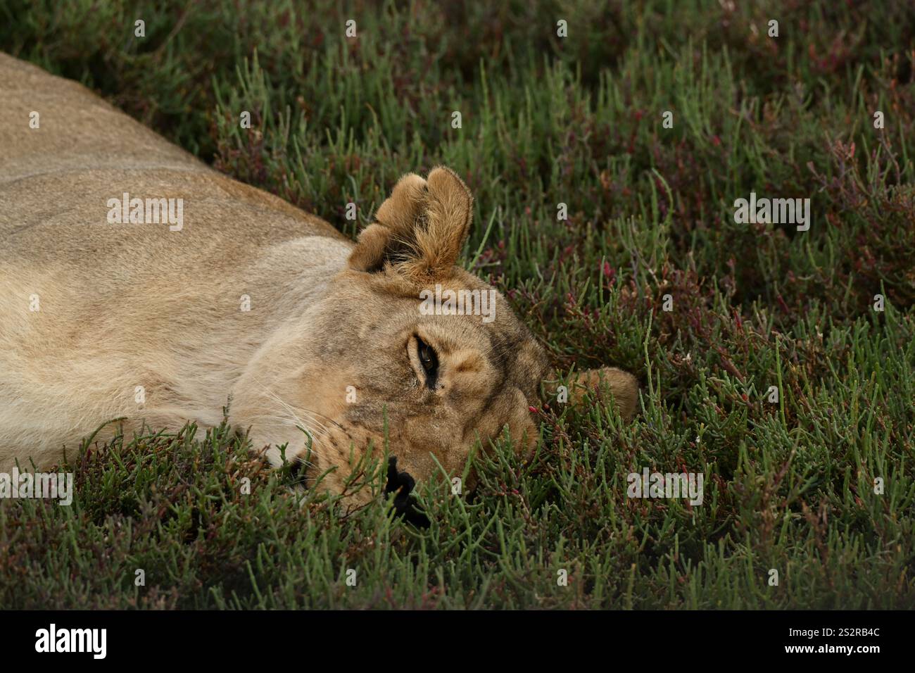 Iconic African Lioness laying down on the grass - safari Stock Photo ...