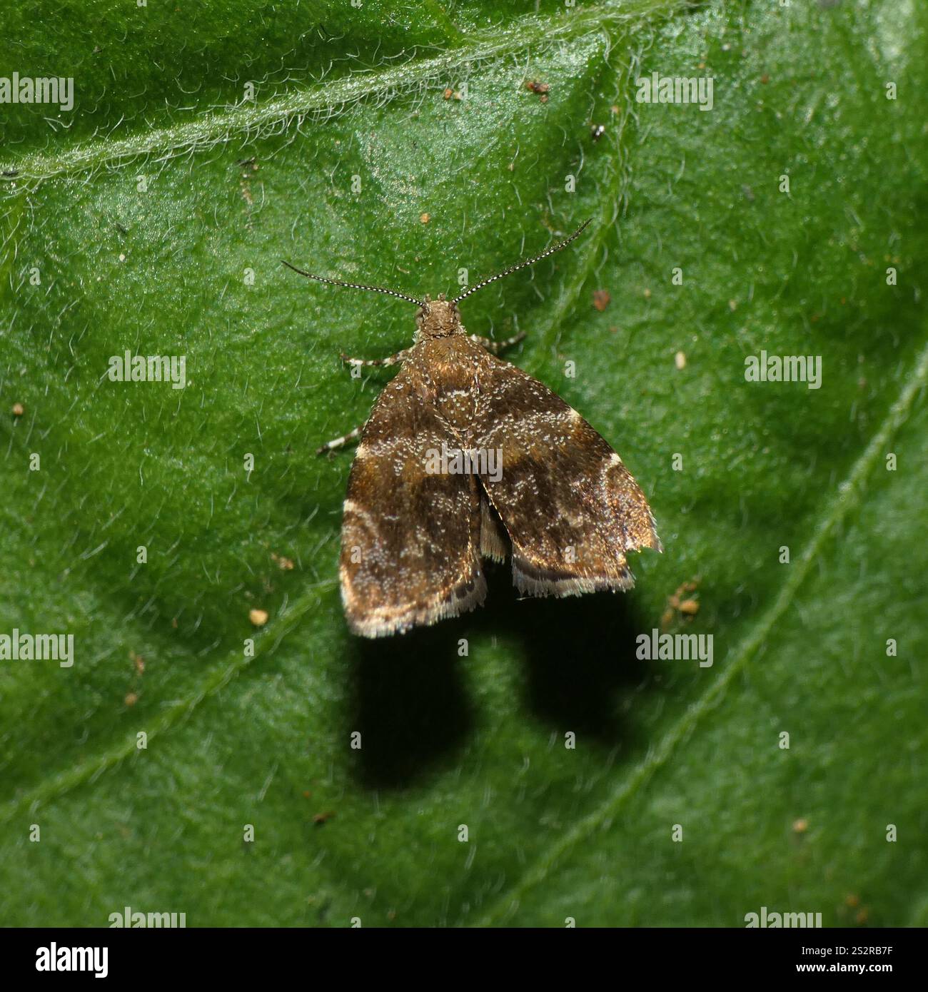Metalmark Moths (Choreutidae Stock Photo - Alamy