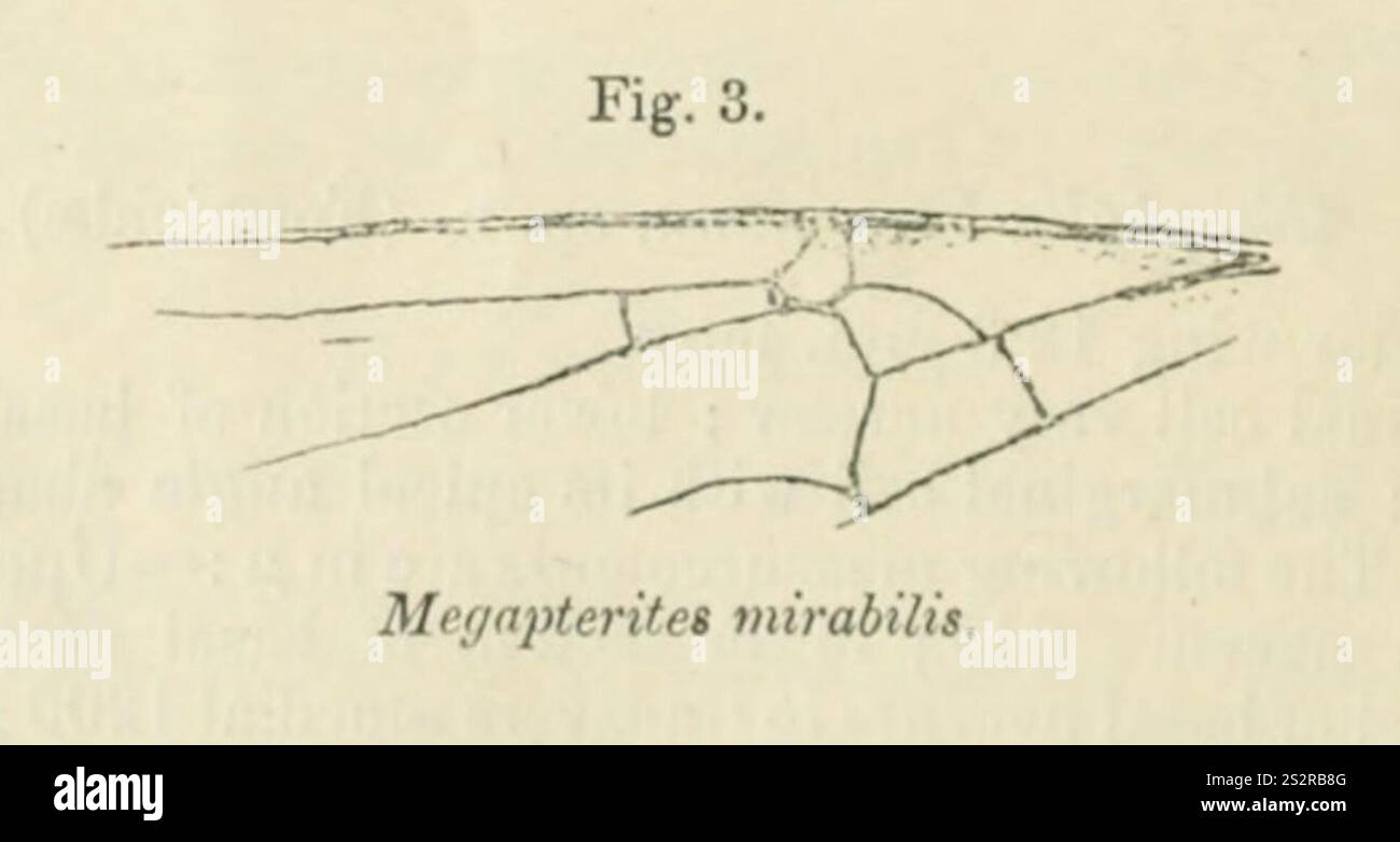 Formicium mirabile (Cockerell, 1920) type illustration Stock Photo - Alamy