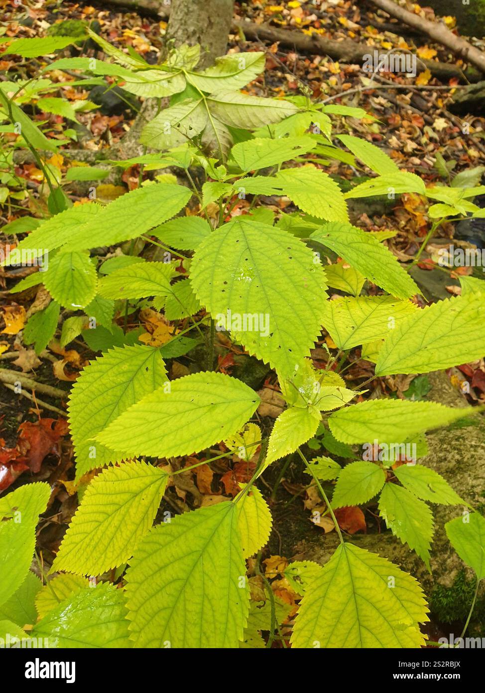 wood nettle (Laportea canadensis Stock Photo - Alamy