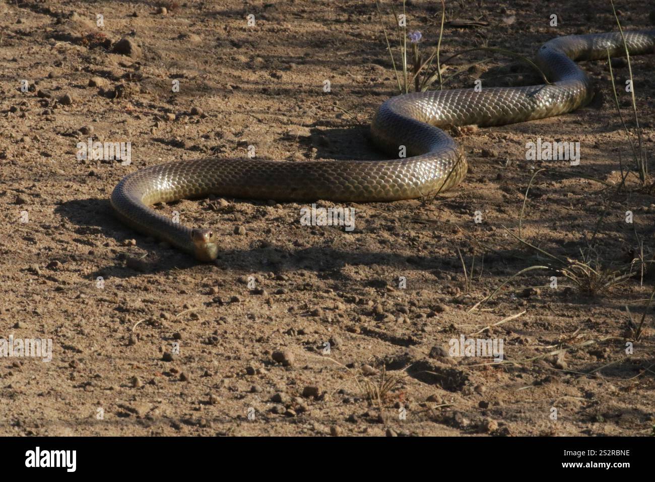 Mainland Dugite (Pseudonaja affinis affinis Stock Photo - Alamy