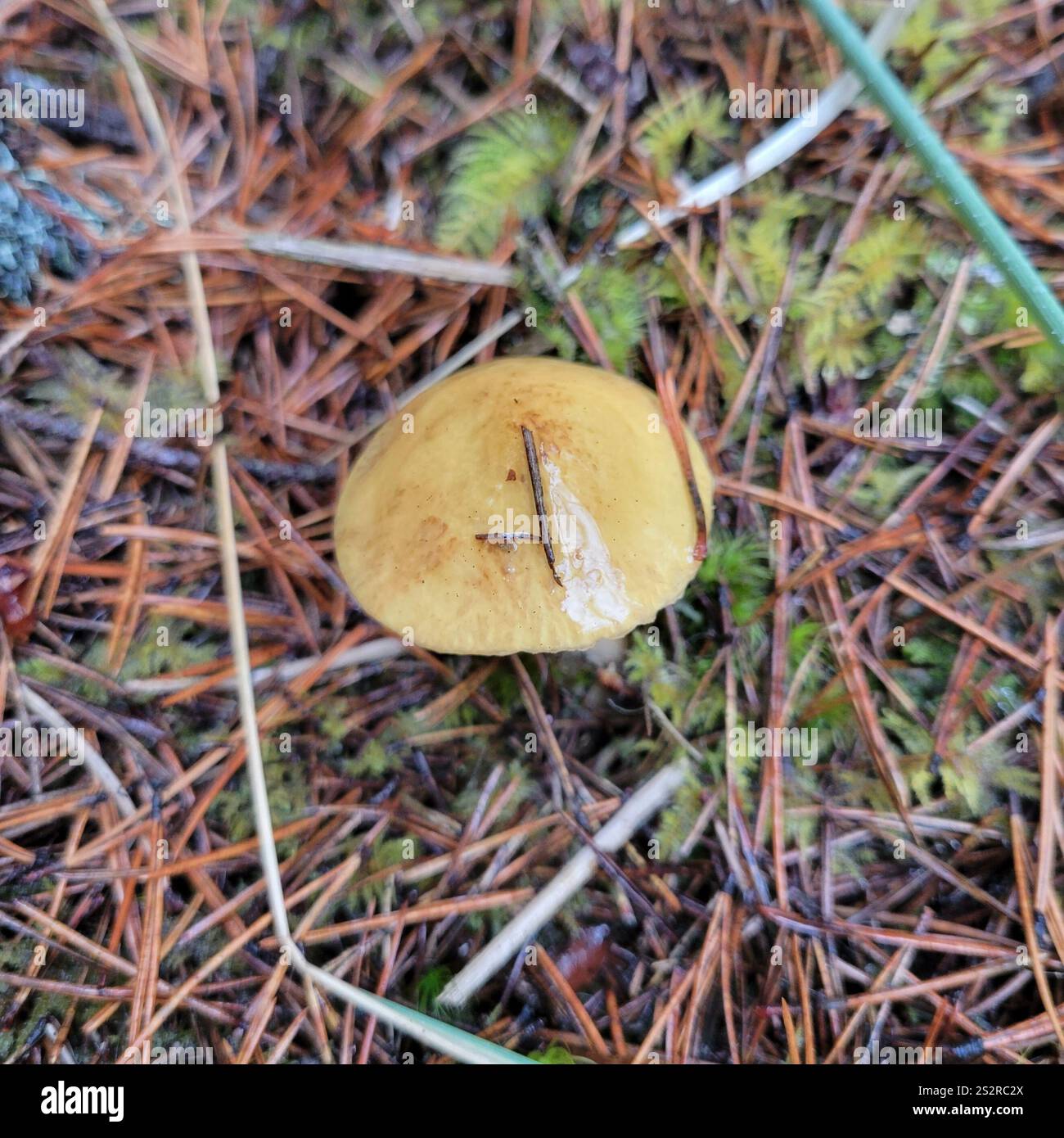 Blue-staining Slippery Jack (Suillus tomentosus Stock Photo - Alamy