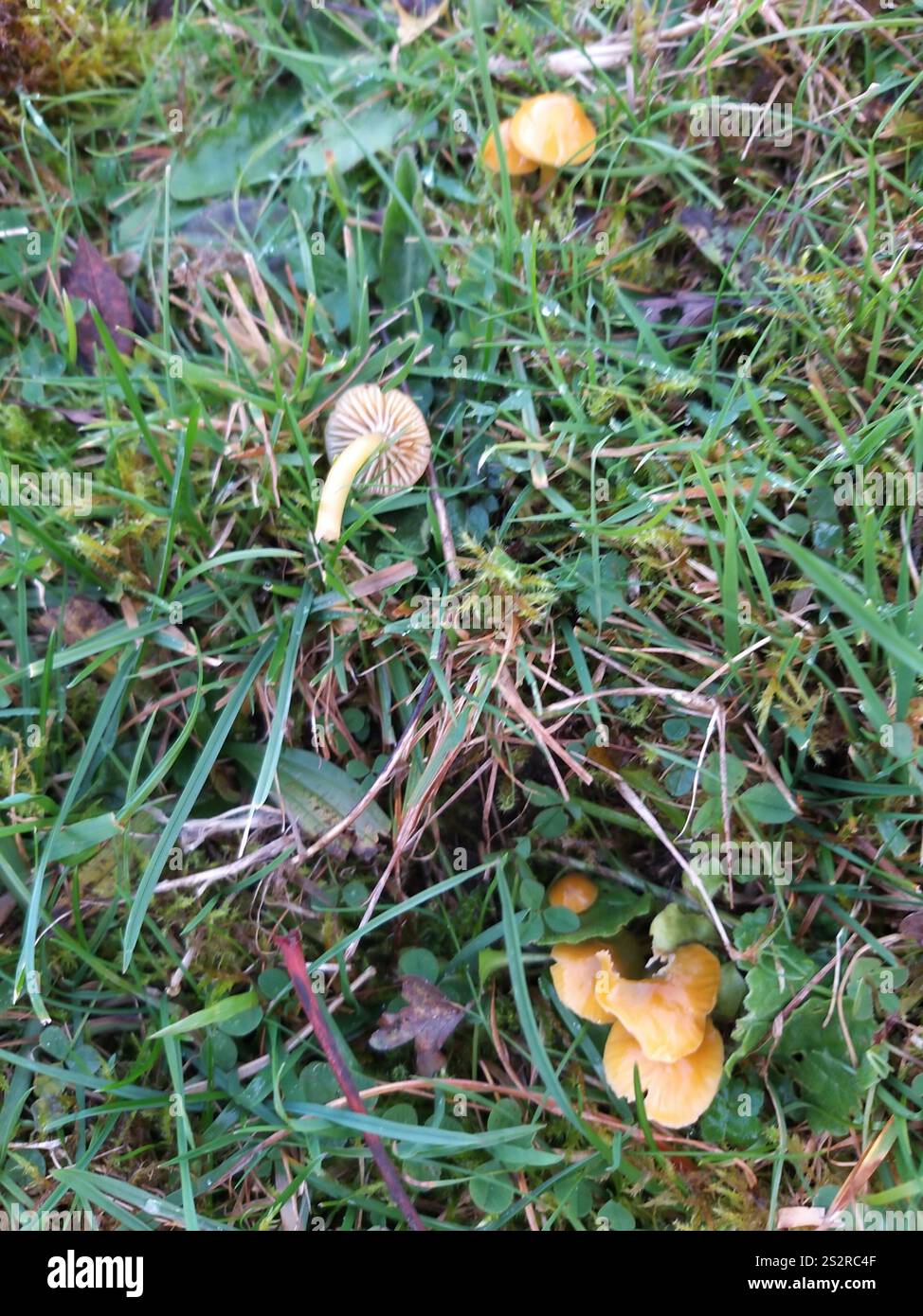 Parrot Mushroom (Gliophorus psittacinus Stock Photo - Alamy