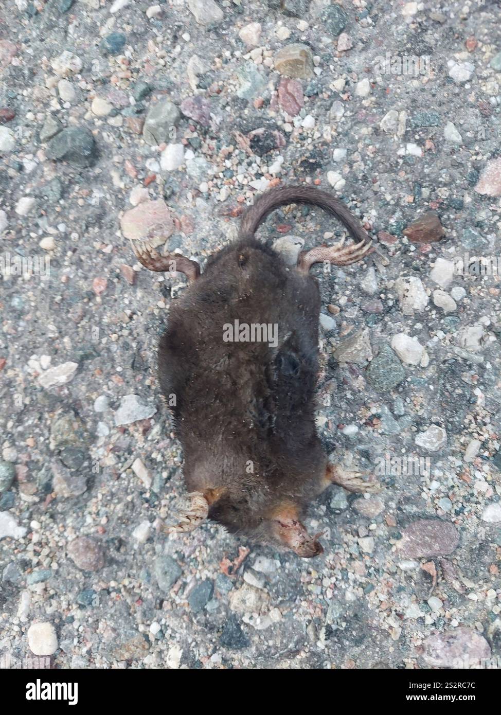 Star-nosed Mole (Condylura cristata Stock Photo - Alamy