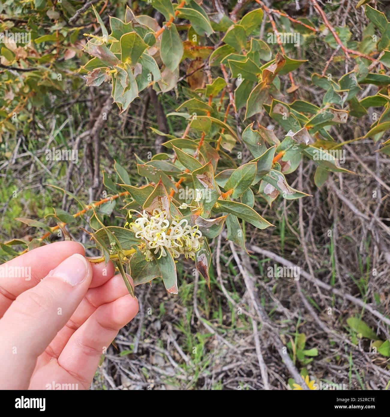 Harsh hakea hi-res stock photography and images - Alamy