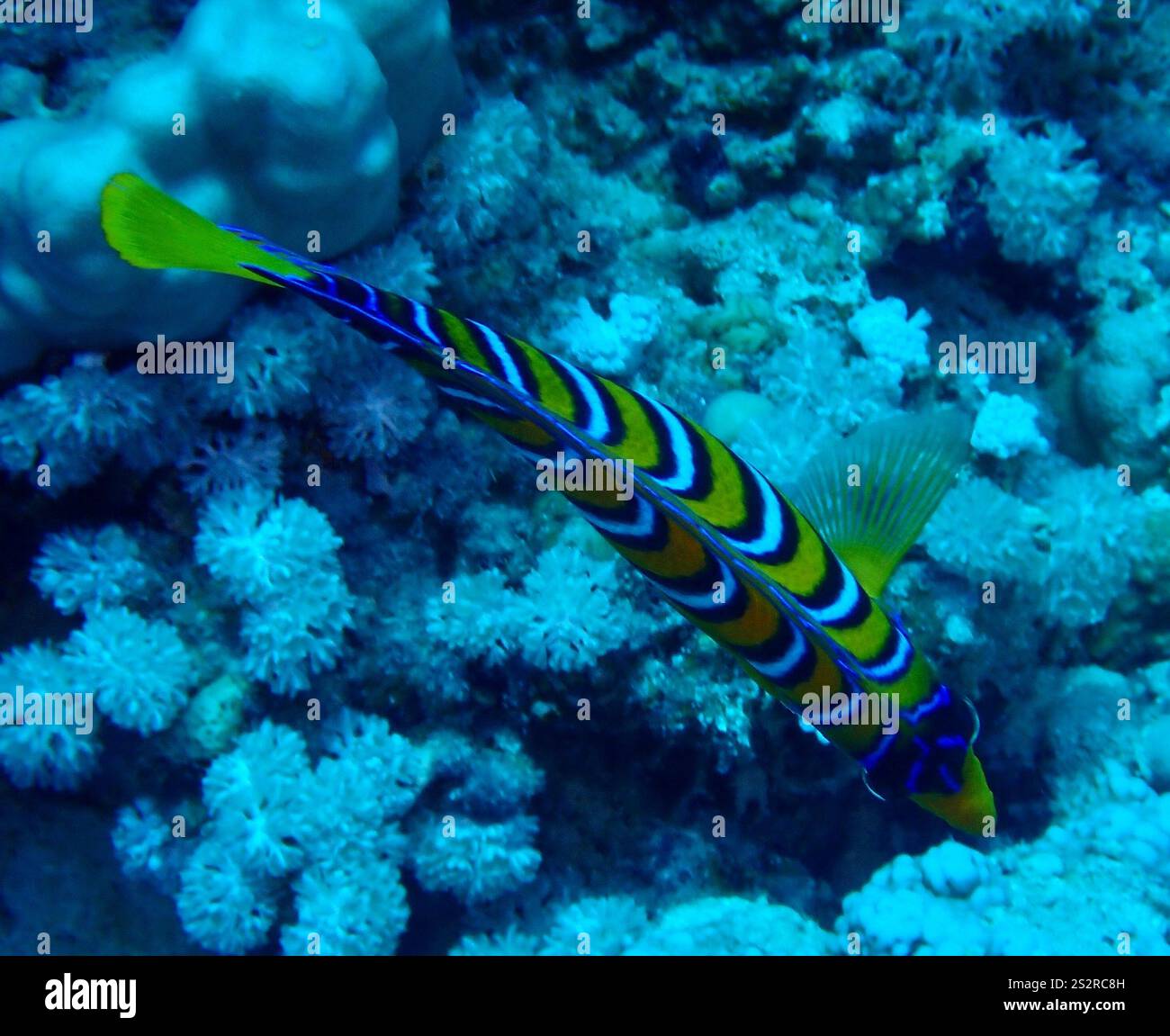 Regal Angelfish (Pygoplites diacanthus Stock Photo - Alamy