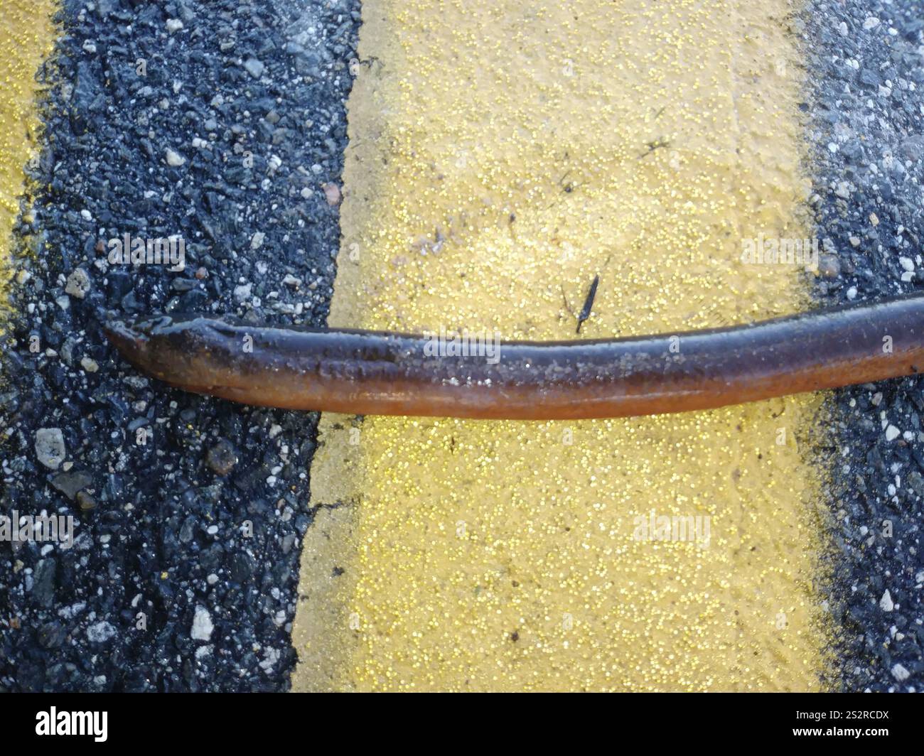 Asian Swamp Eel (Monopterus albus Stock Photo - Alamy