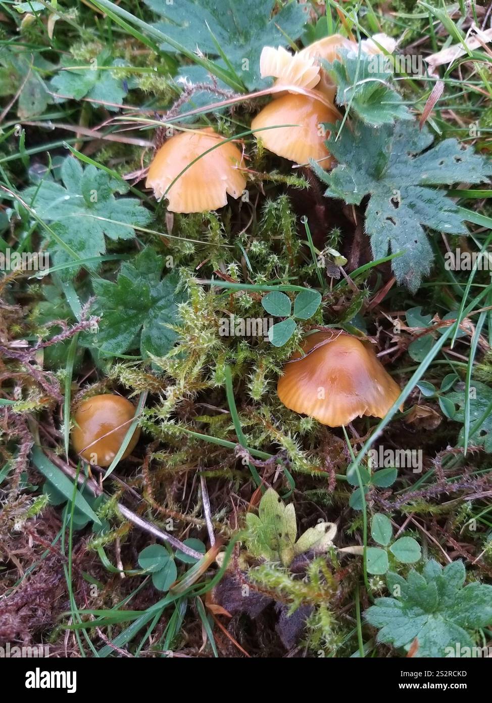 Parrot Mushroom (Gliophorus psittacinus Stock Photo - Alamy