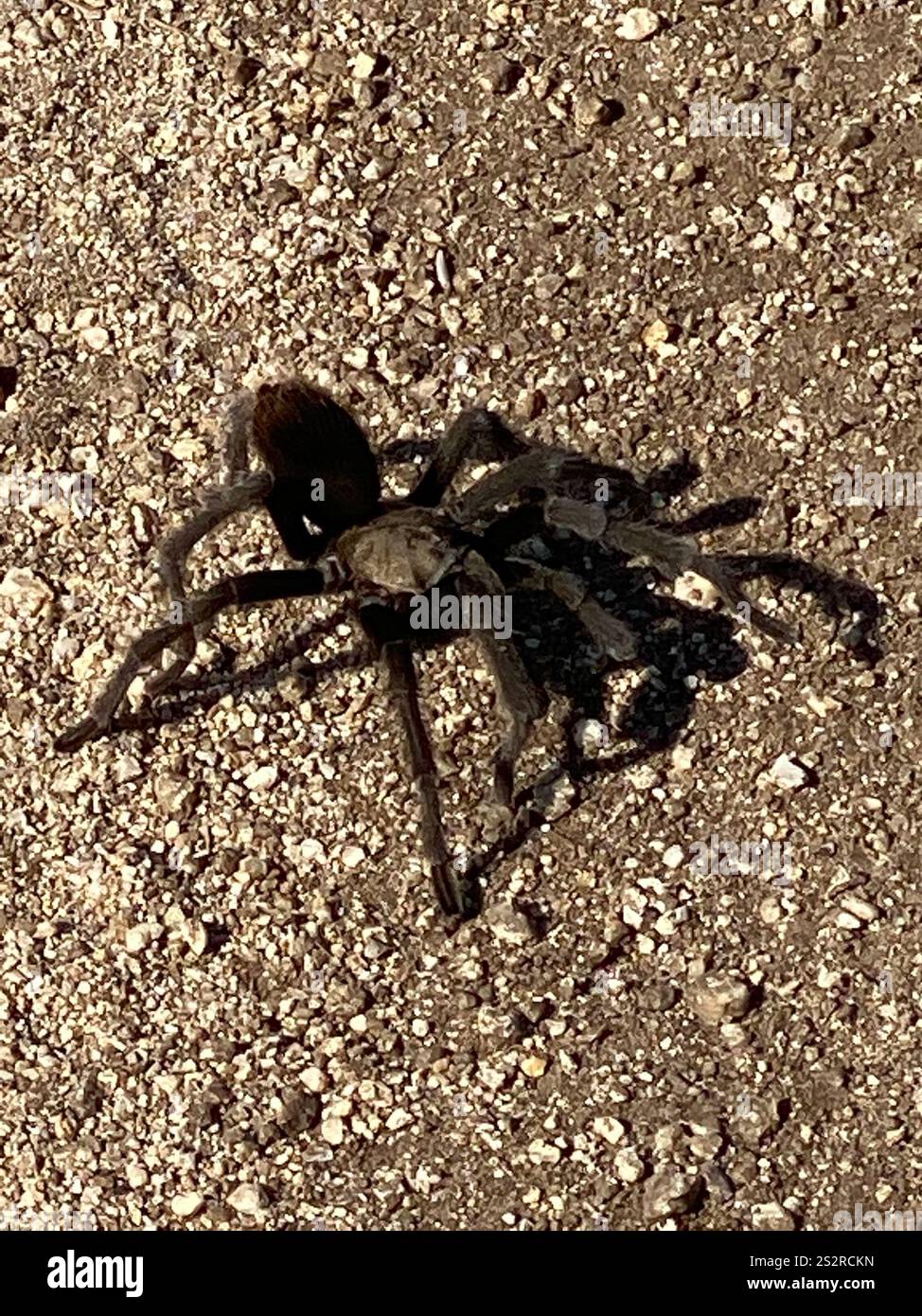 Desert Tarantula (Aphonopelma iodius Stock Photo - Alamy