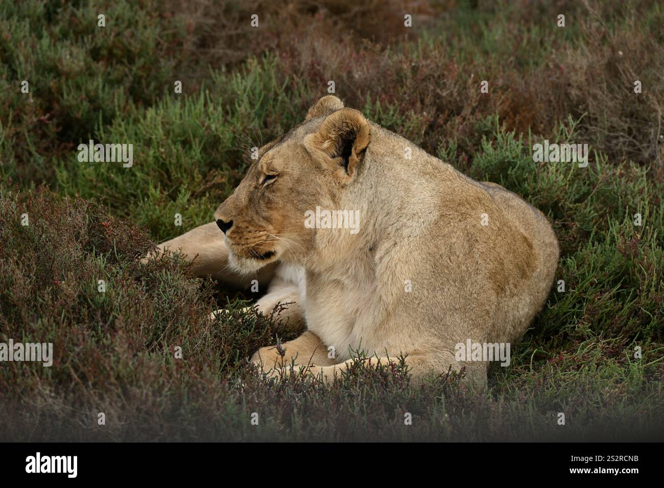Iconic African Lioness laying down on the grass - safari Stock Photo ...