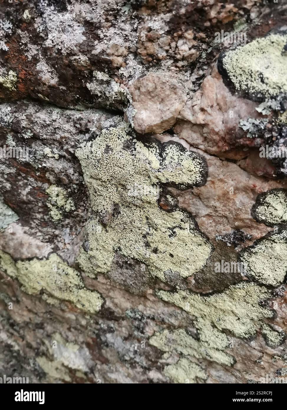 yellow map lichen (Rhizocarpon geographicum Stock Photo - Alamy