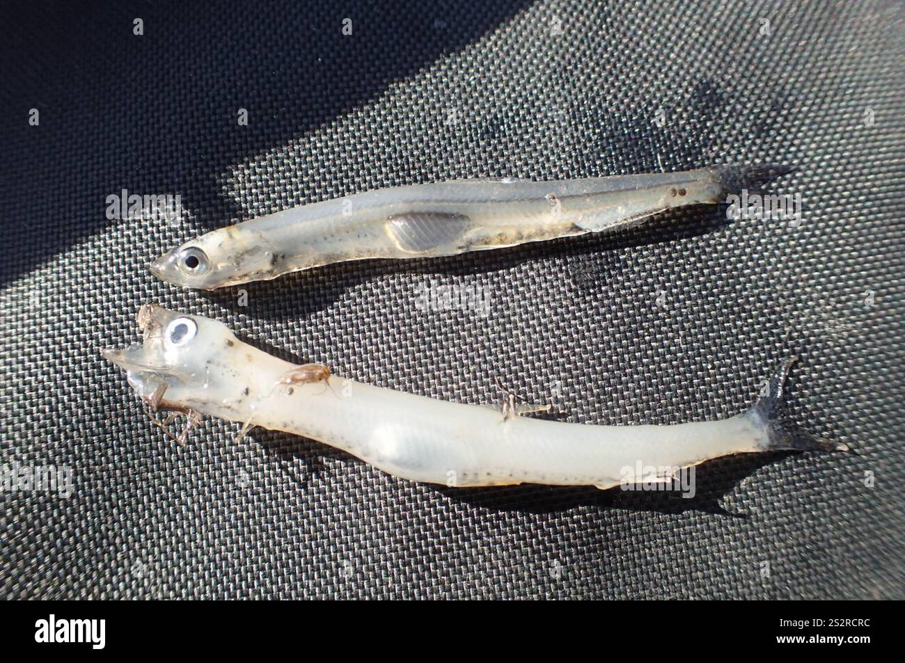 Rainbow Smelt (Osmerus mordax Stock Photo - Alamy