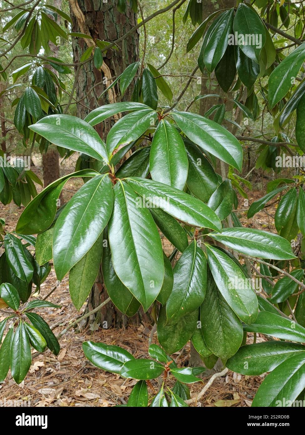 southern magnolia (Magnolia grandiflora Stock Photo - Alamy