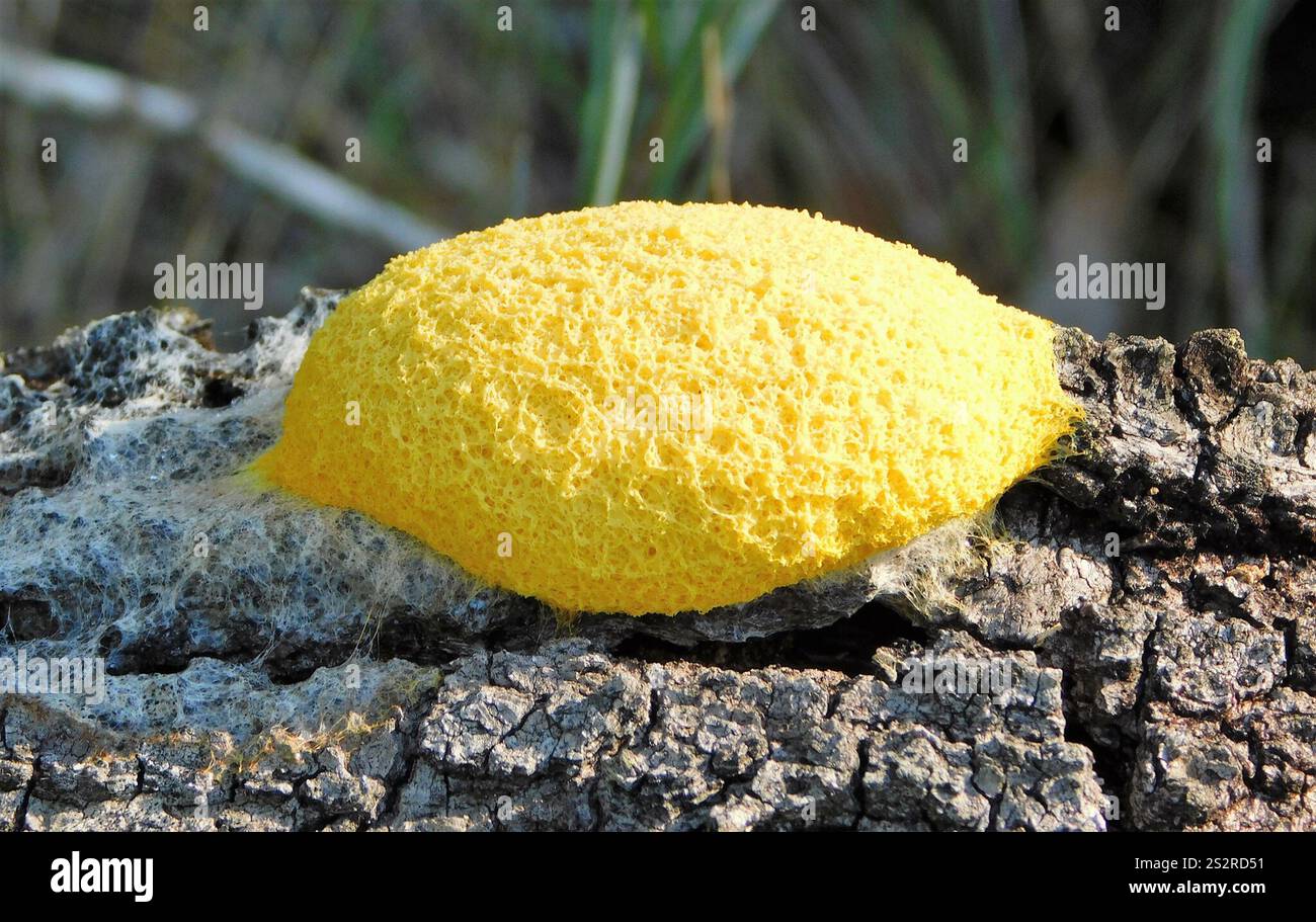 Dog Vomit Slime Mold (Fuligo septica Stock Photo - Alamy