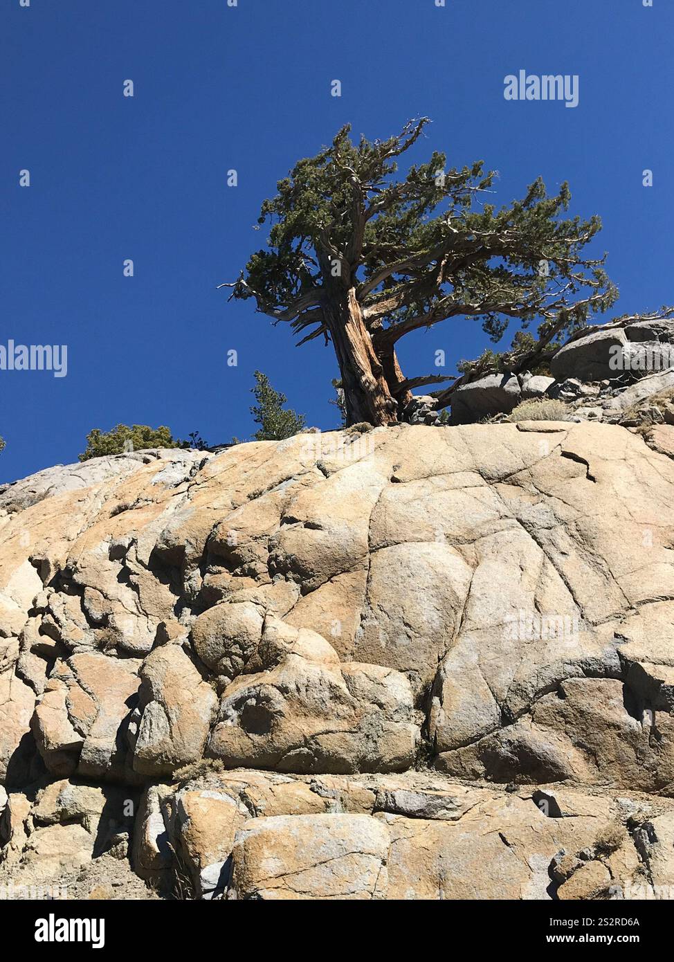 Sierra juniper (Juniperus grandis Stock Photo - Alamy