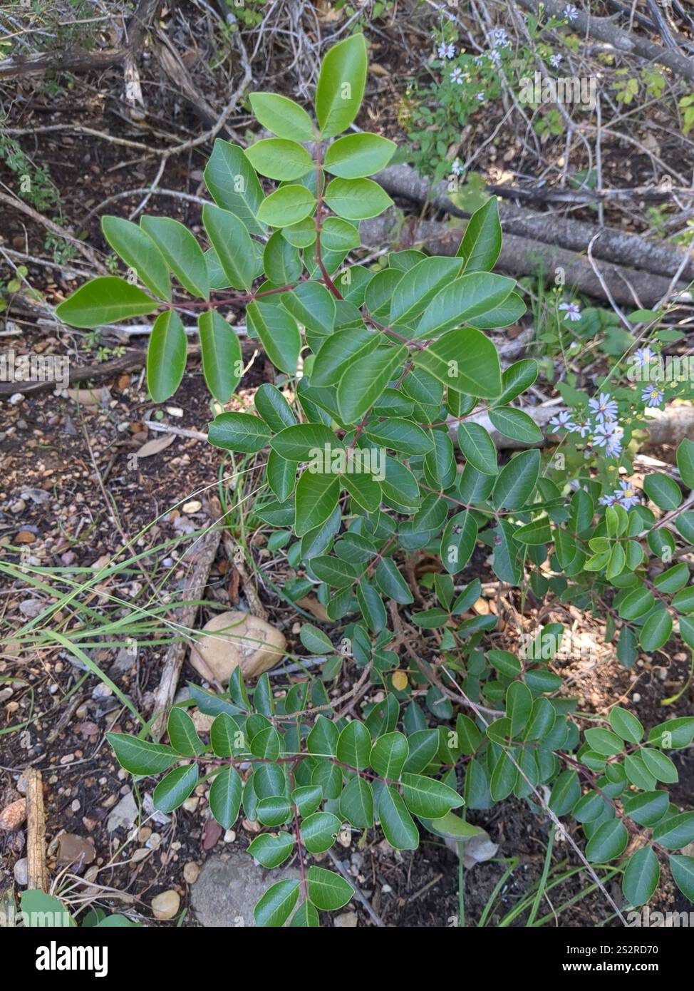evergreen sumac (Rhus virens Stock Photo - Alamy
