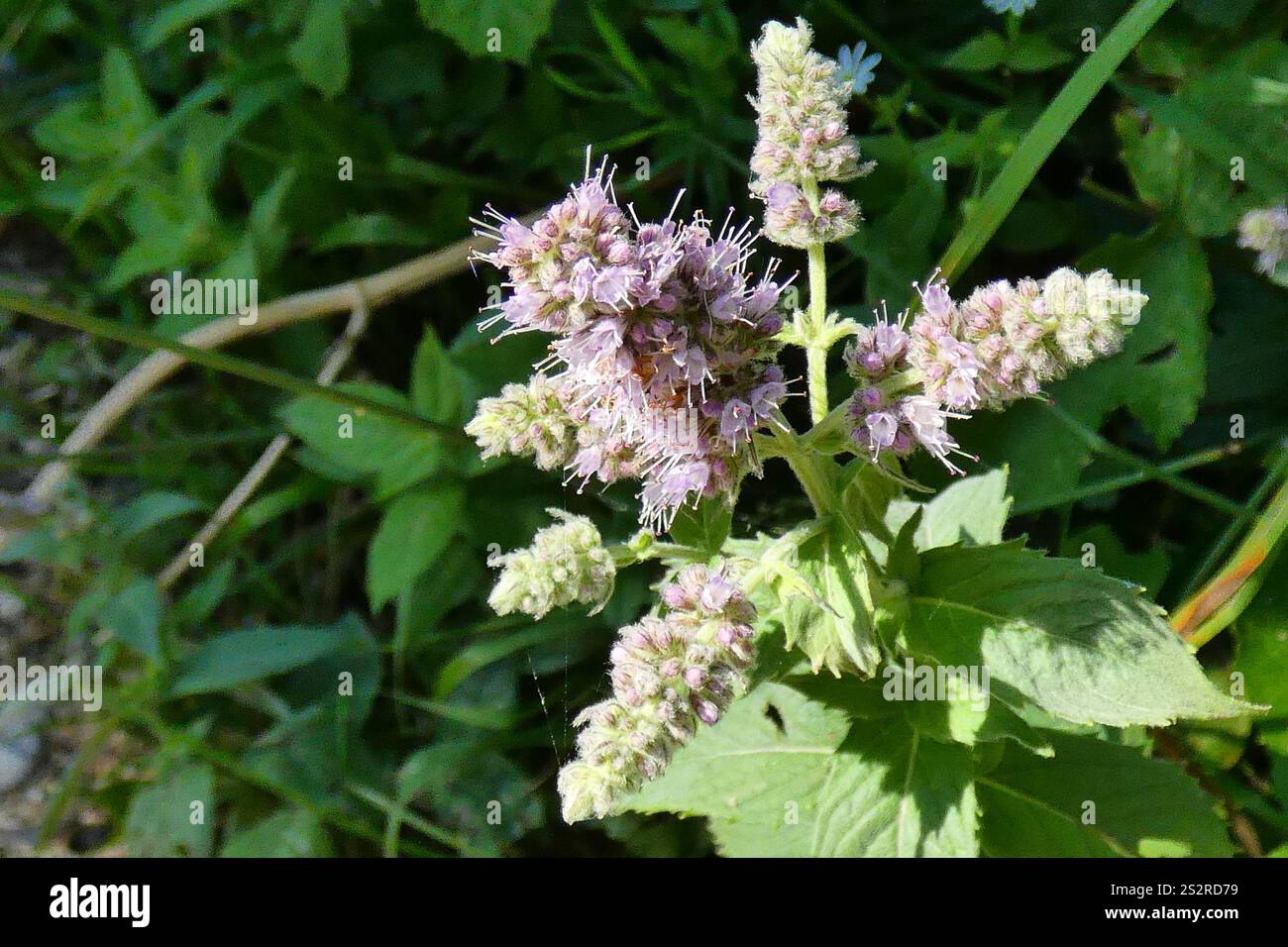 Horse Mint (Mentha longifolia Stock Photo - Alamy
