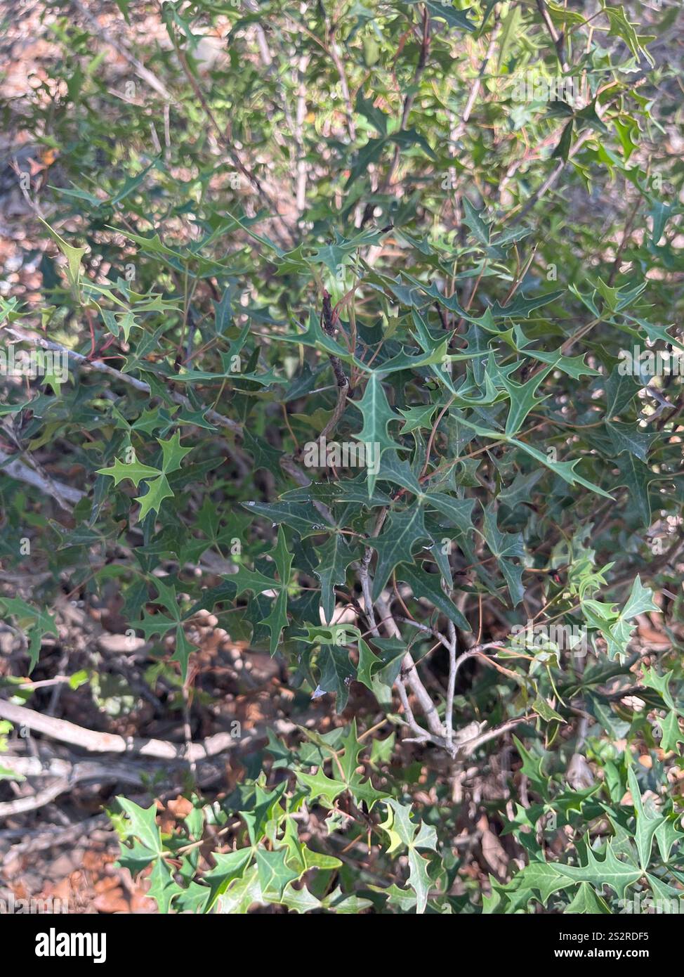 Agarita (Berberis trifoliolata Stock Photo - Alamy