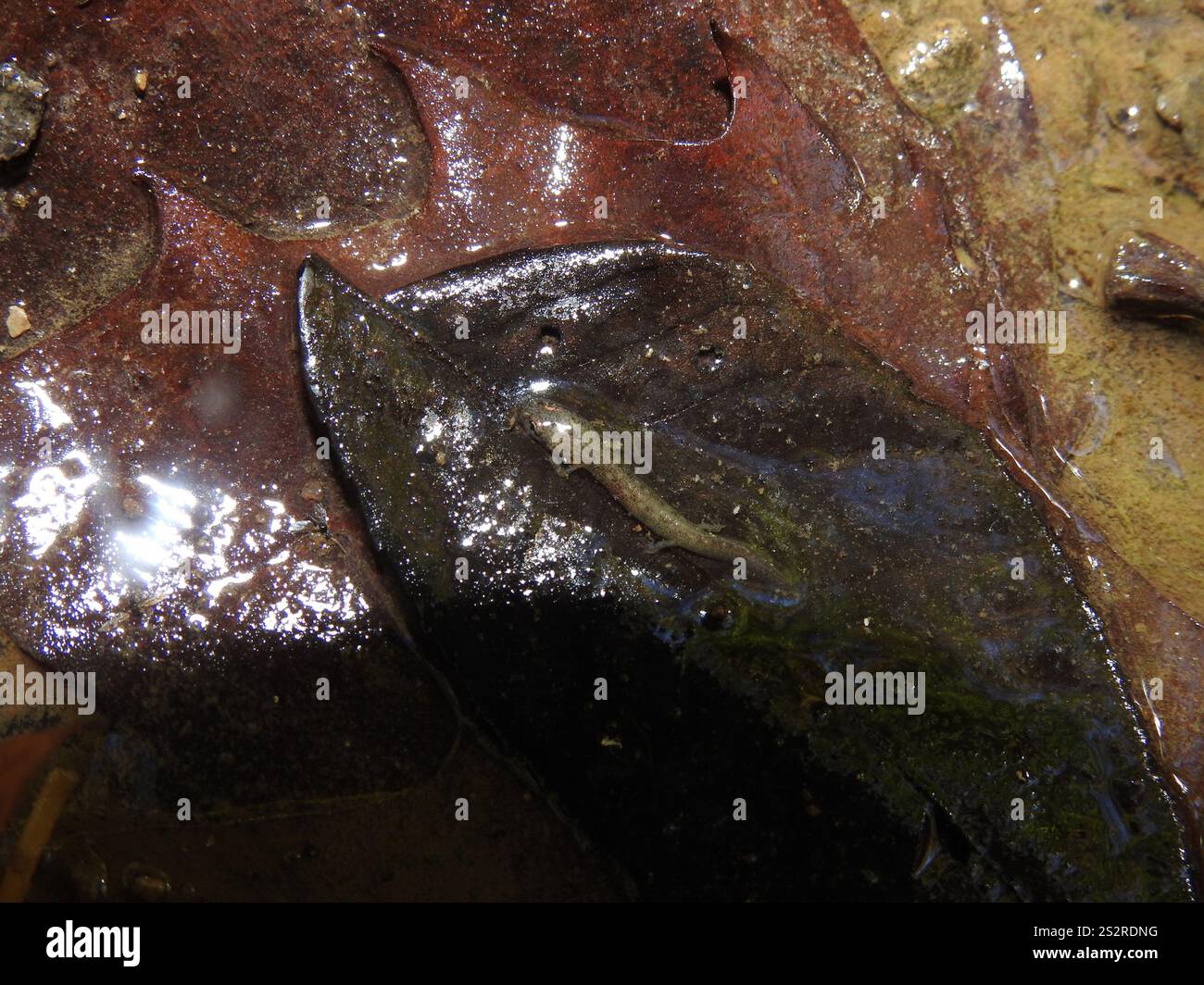 Lungless Salamanders (Plethodontidae Stock Photo - Alamy