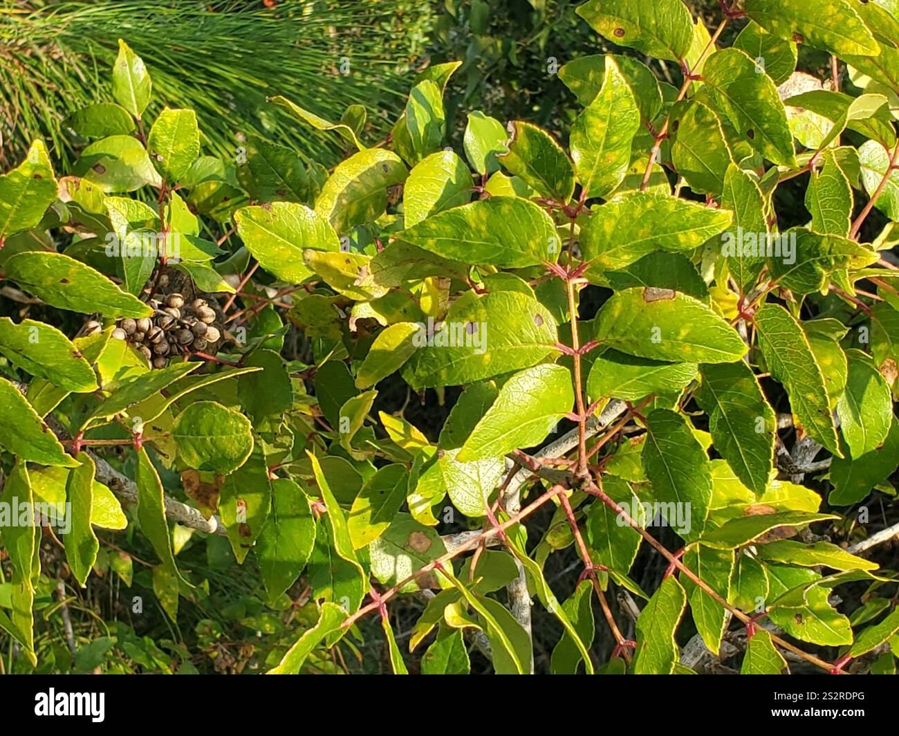Hercules' club (Zanthoxylum clava-herculis Stock Photo - Alamy