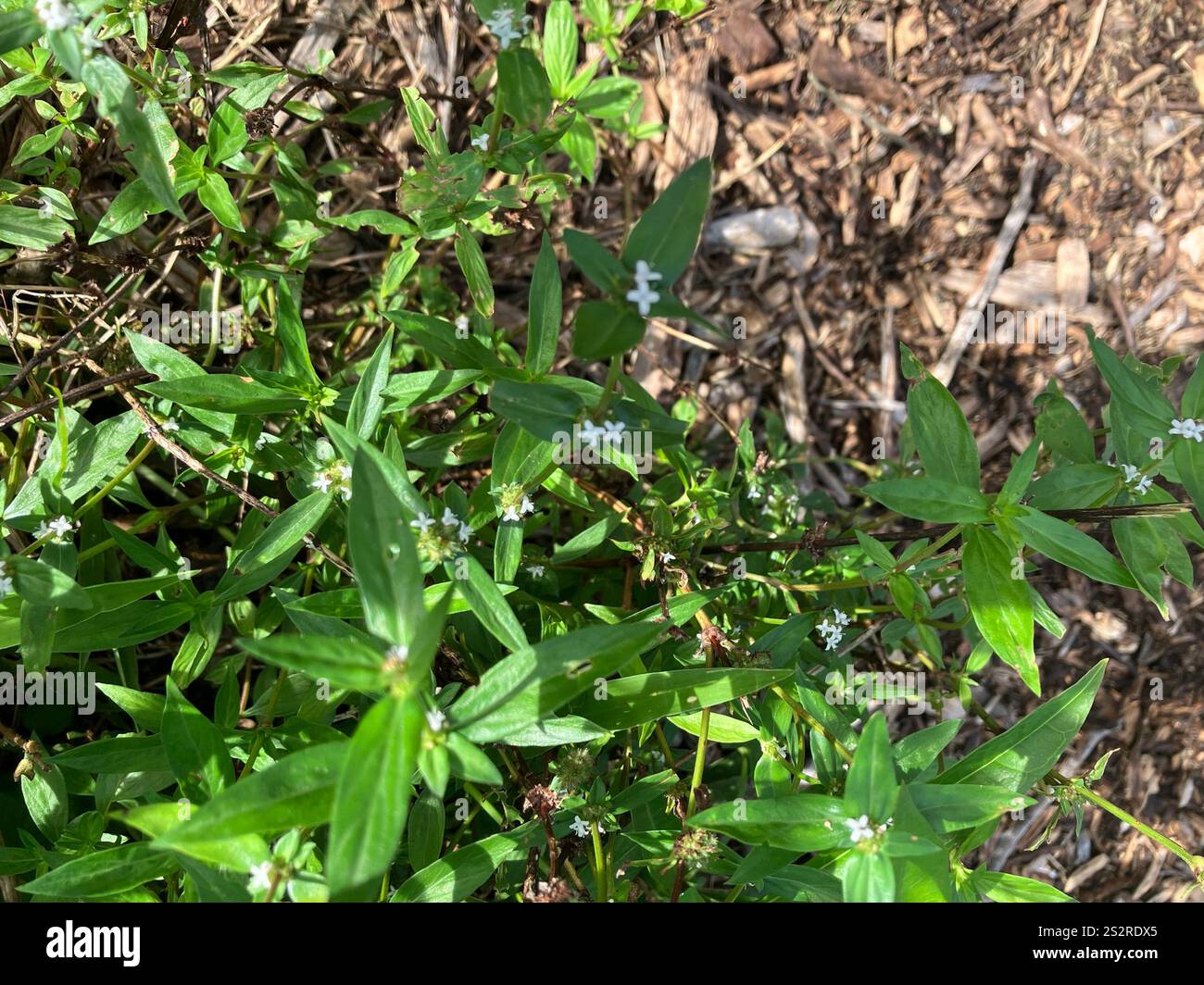 Woodland false buttonweed (Spermacoce remota Stock Photo - Alamy