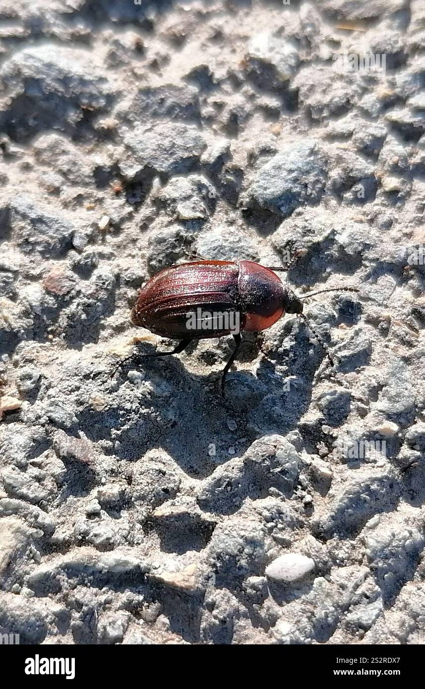 Black snail beetle (Phosphuga atrata Stock Photo - Alamy