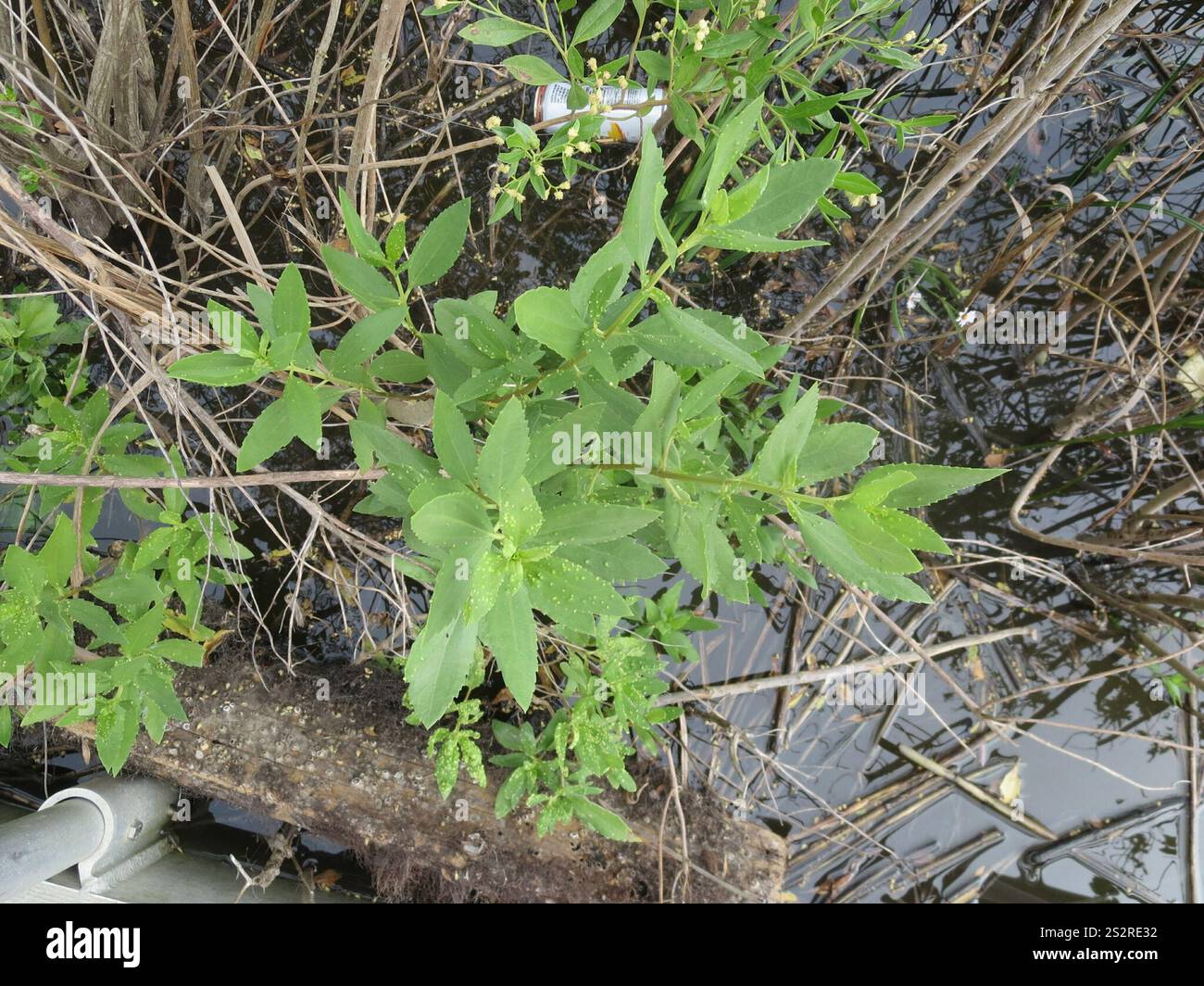 groundsel tree (Baccharis halimifolia Stock Photo - Alamy