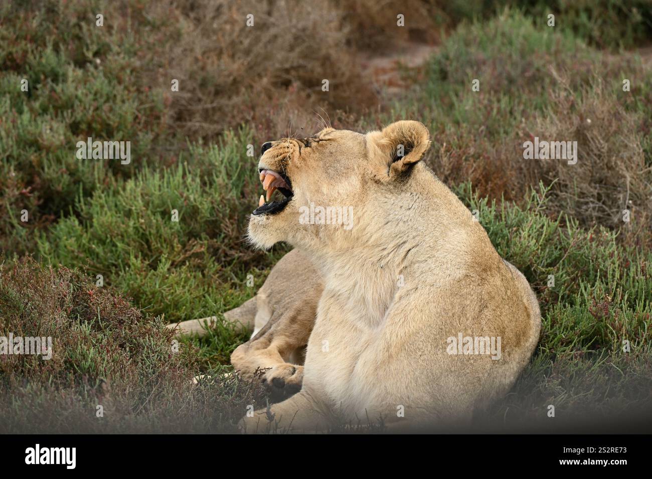 Iconic African Lioness laying down on the grass - safari Stock Photo ...
