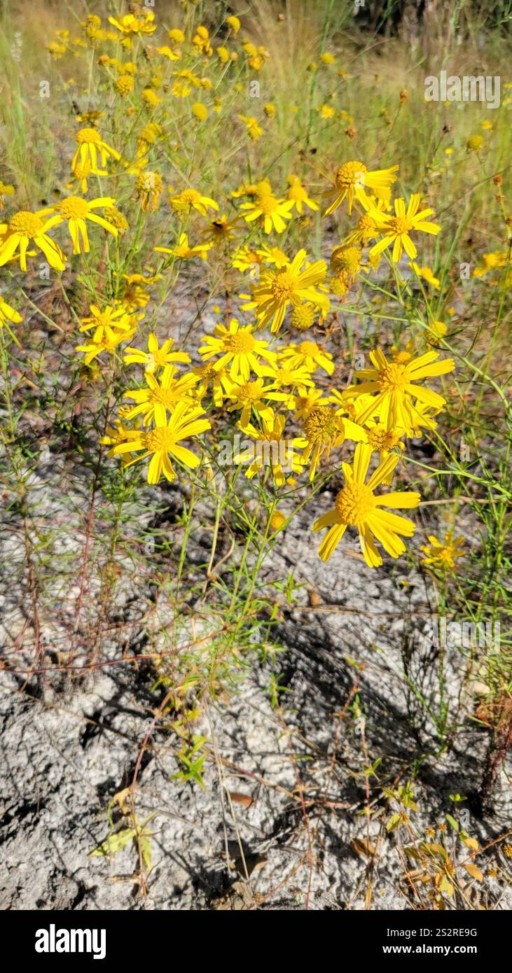 coastal plain honeycombhead (Balduina angustifolia Stock Photo - Alamy