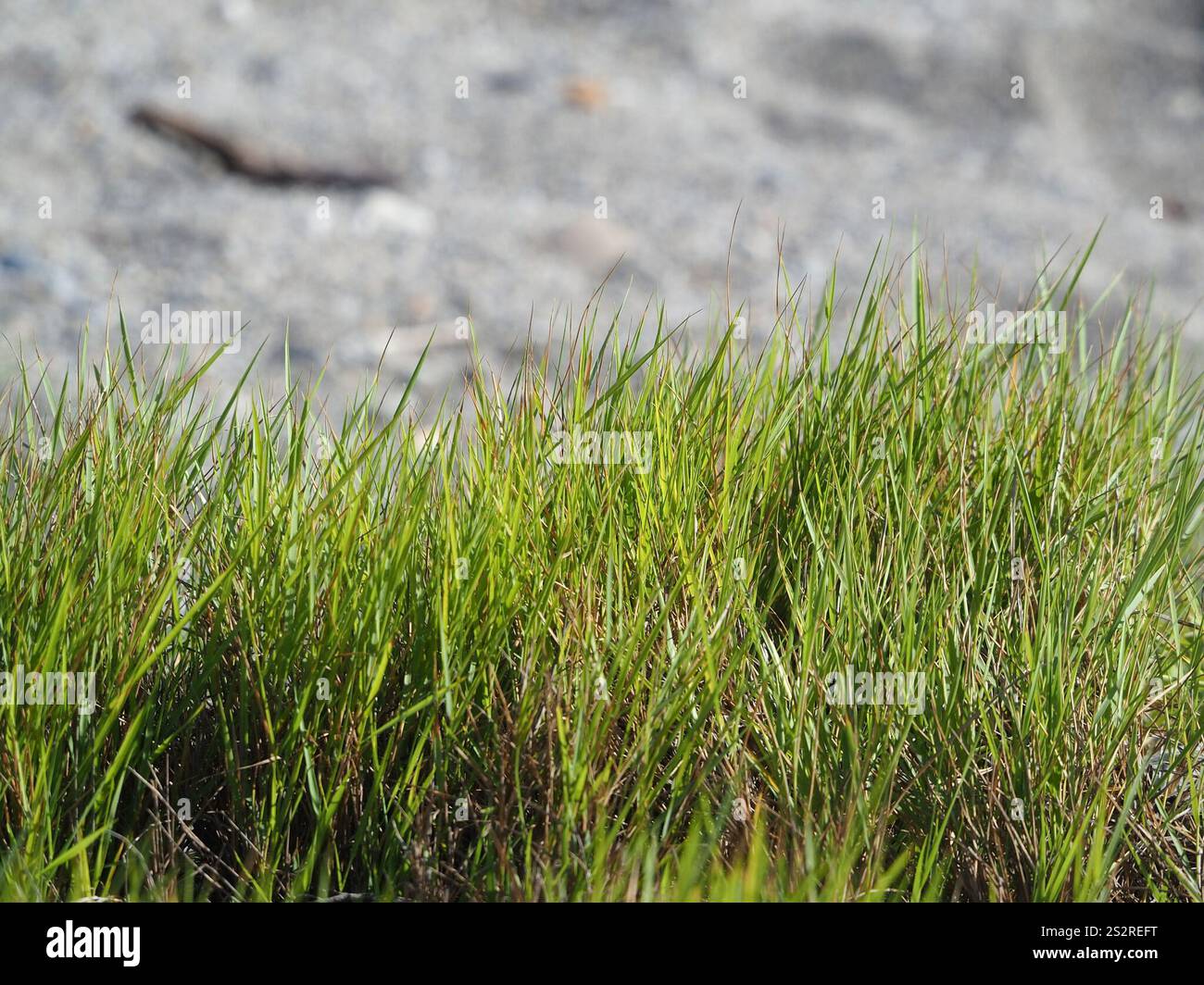 Bermuda grass (Cynodon dactylon Stock Photo - Alamy