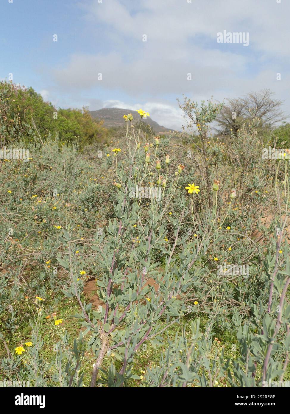 Sand Babooncabbage (Othonna coronopifolia Stock Photo - Alamy