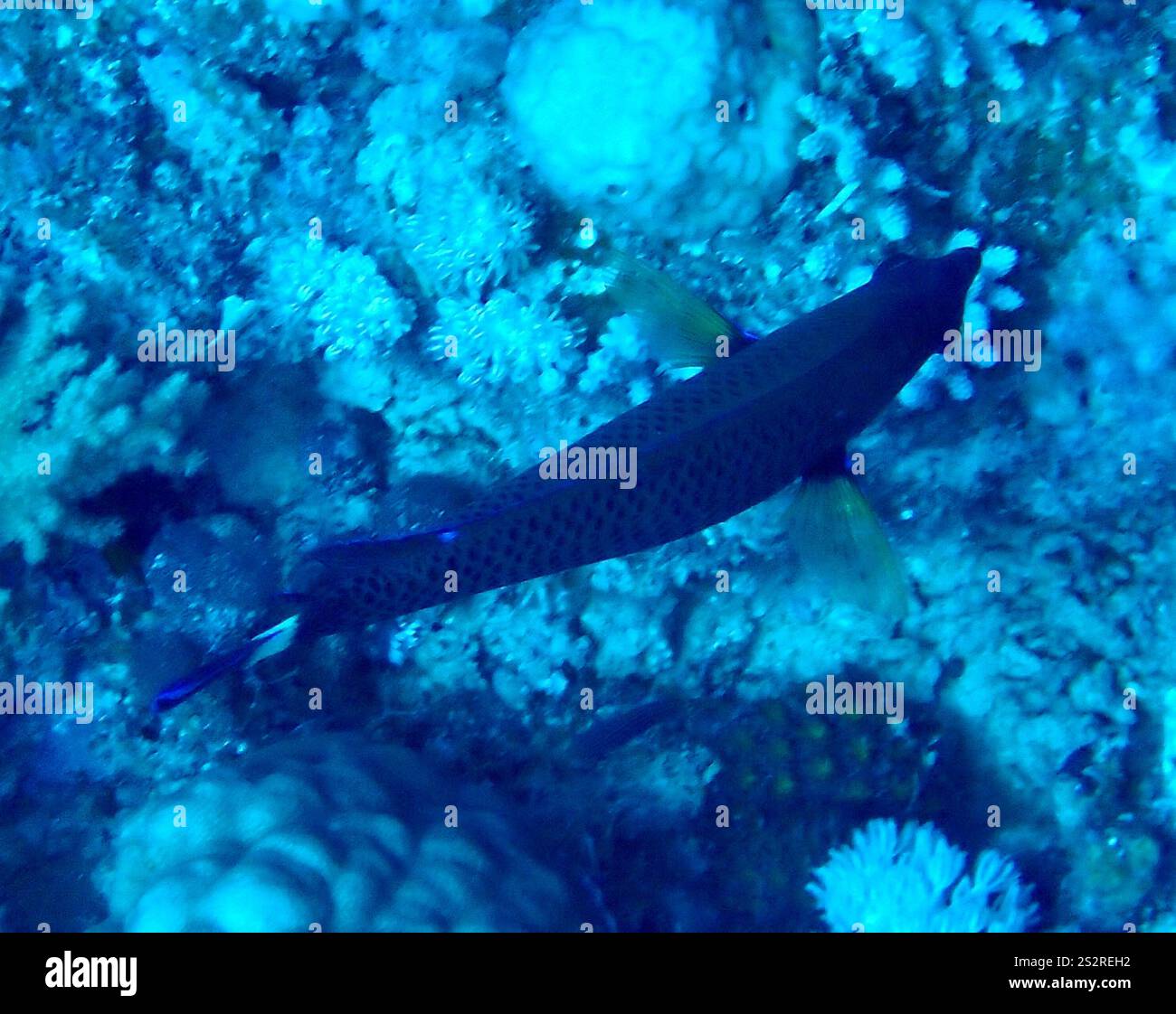 Chiseltooth Wrasse (Pseudodax moluccanus Stock Photo - Alamy