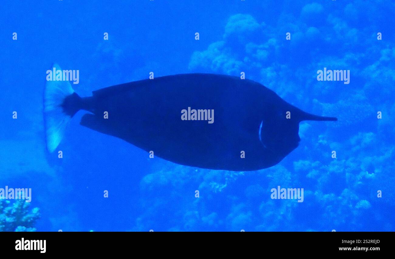 Naso brevirostris hi-res stock photography and images - Alamy