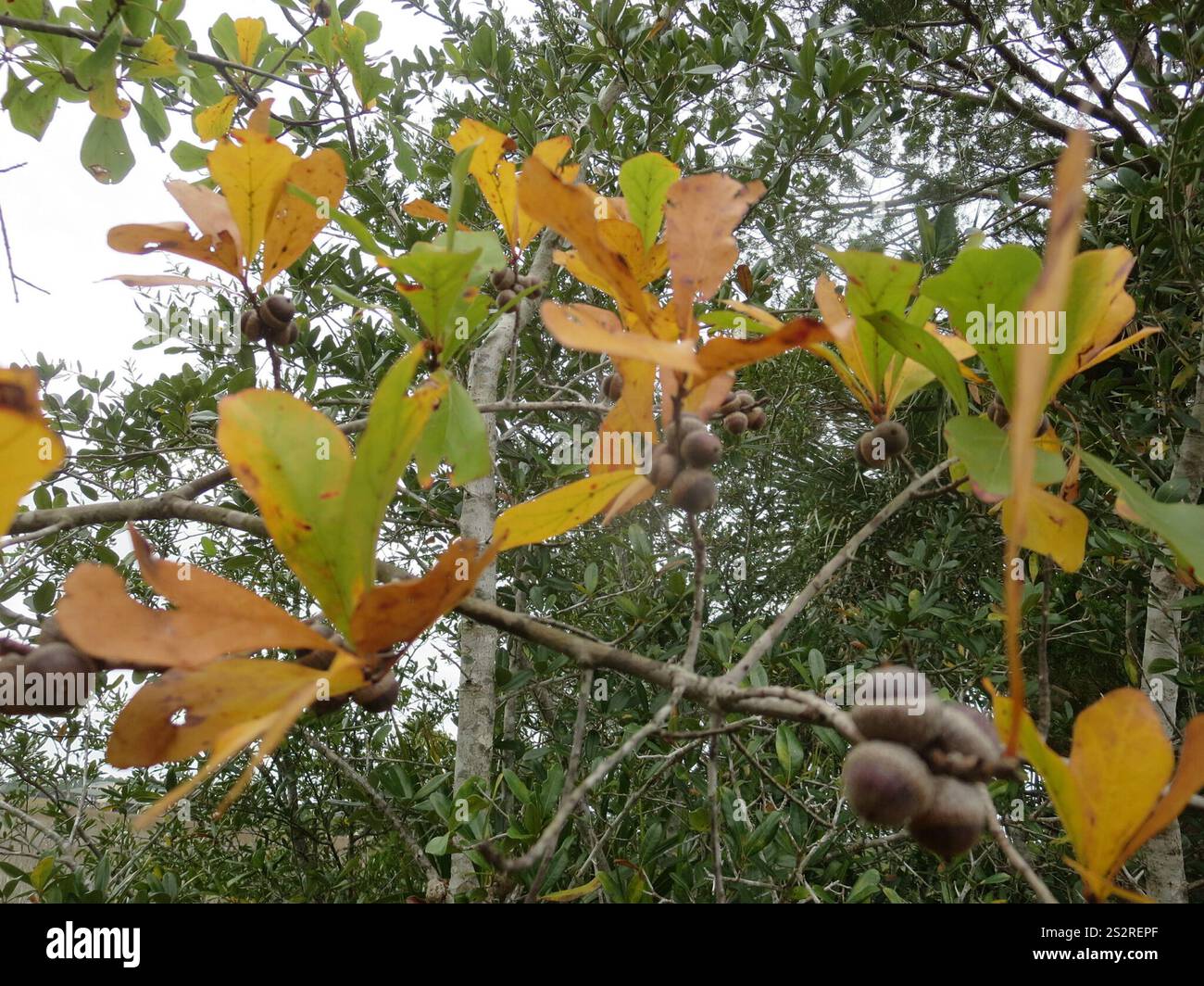 water oak (Quercus nigra Stock Photo - Alamy