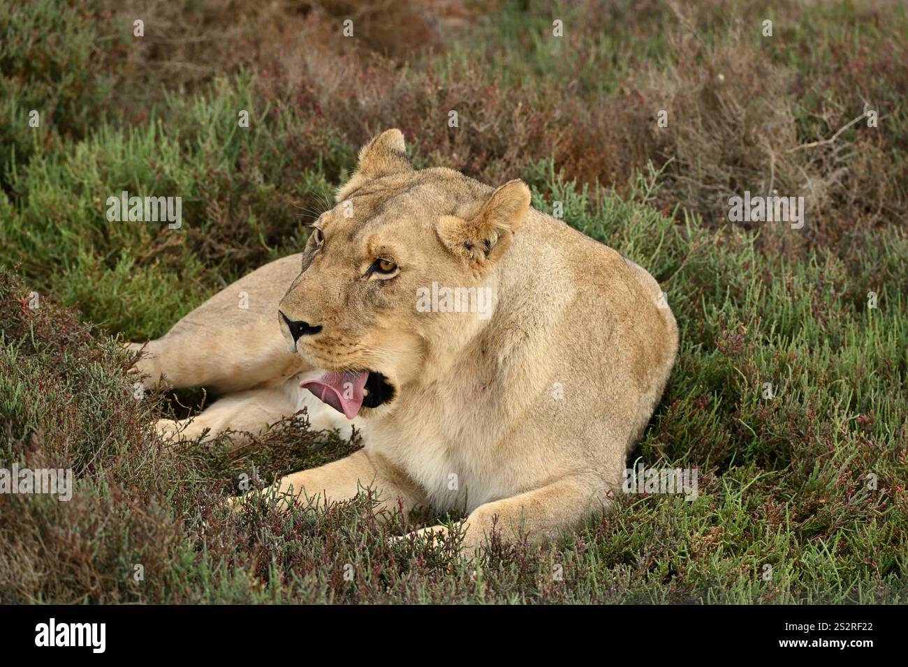 Iconic African Lioness laying down on the grass - safari Stock Photo ...
