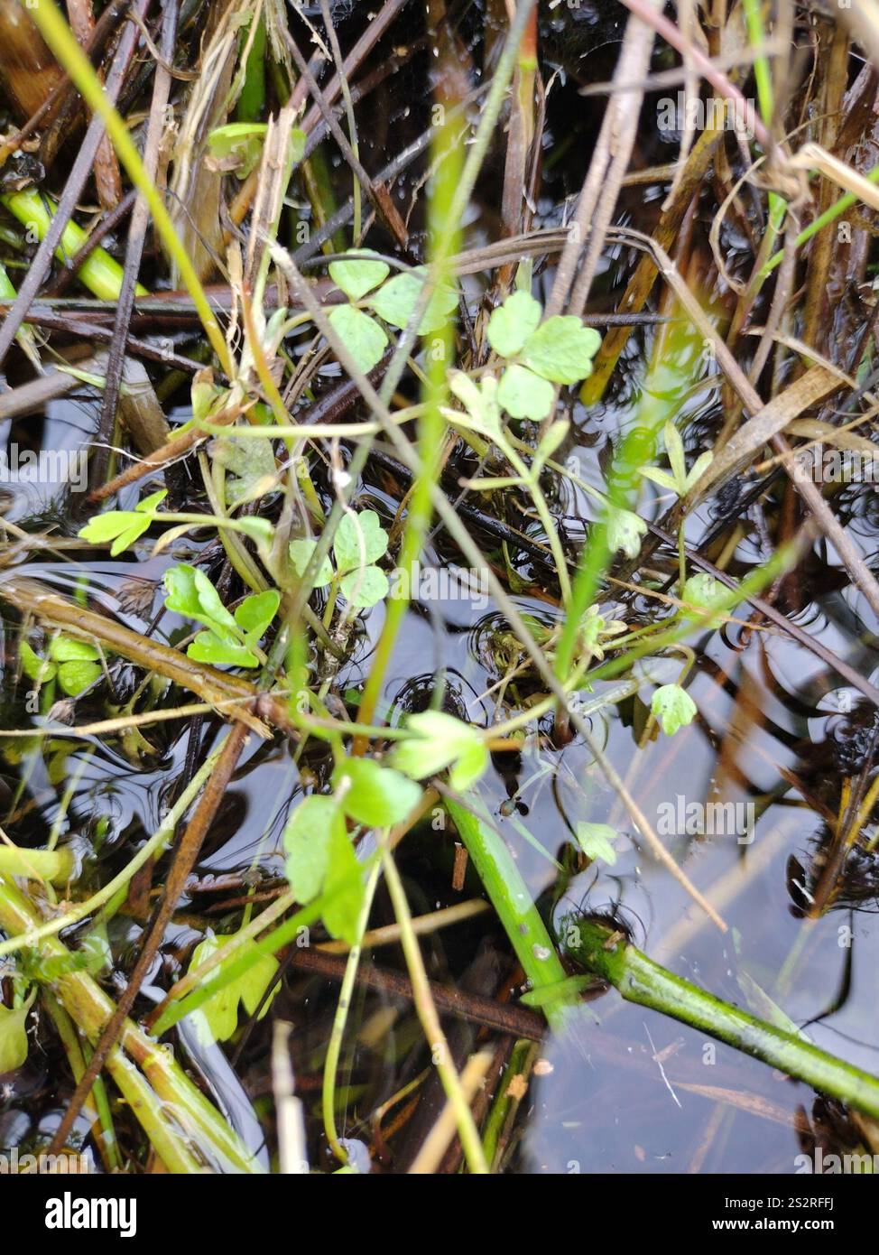 creeping marshwort (Helosciadium repens Stock Photo - Alamy