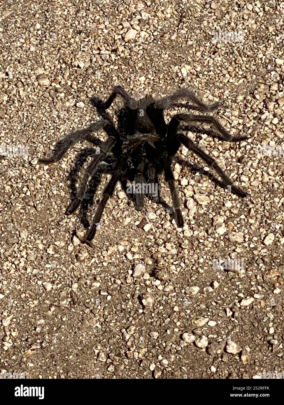 Desert Tarantula (Aphonopelma iodius Stock Photo - Alamy