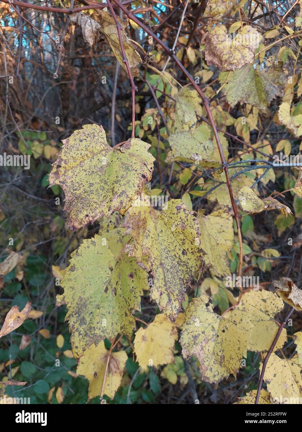 riverbank grape (Vitis riparia Stock Photo - Alamy
