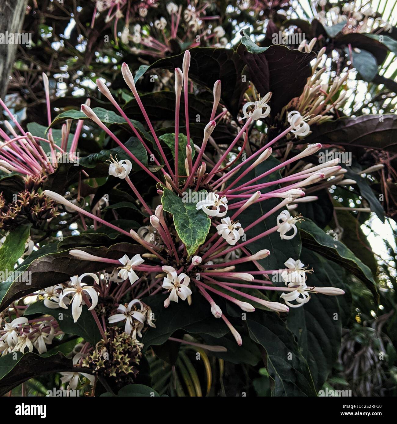 Starburst Bush (Clerodendrum quadriloculare Stock Photo - Alamy