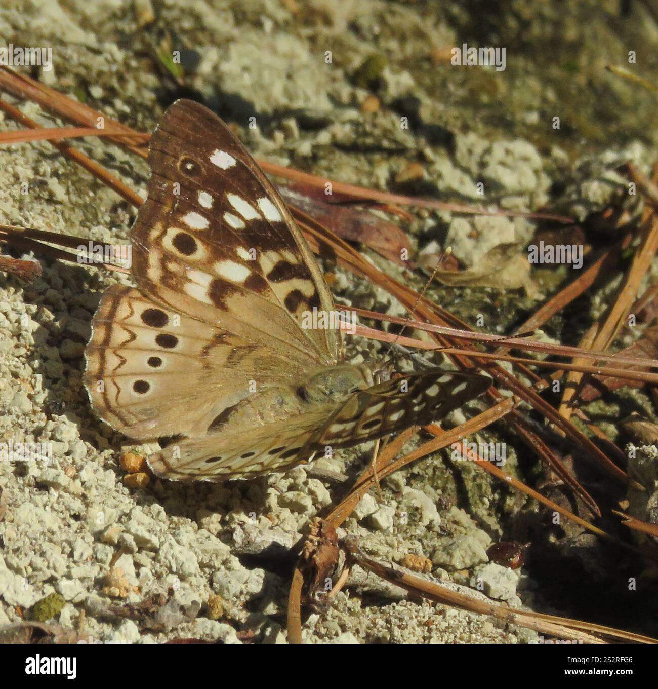 Hackberry Emperor (Asterocampa celtis Stock Photo - Alamy
